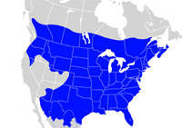 White-Tailed Deer - Facts and Information - HubPages