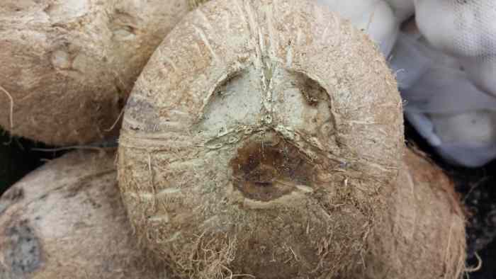 The Legend of the Coconut Tree - HubPages