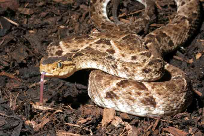 Bothrops asper - The Lance Head Viper. The Ultimate Pit Viper, An ...
