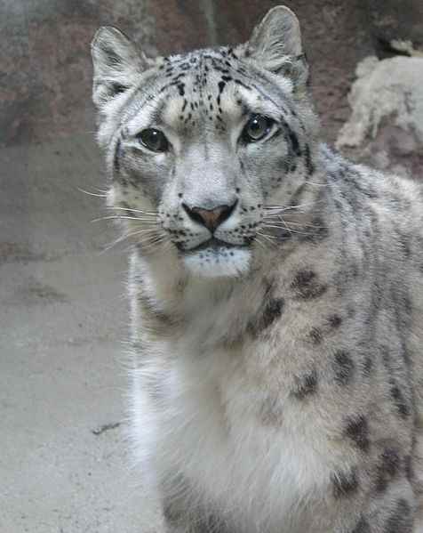 The Endangered Snow Leopard—Habitat, Feeding Habits and More - HubPages