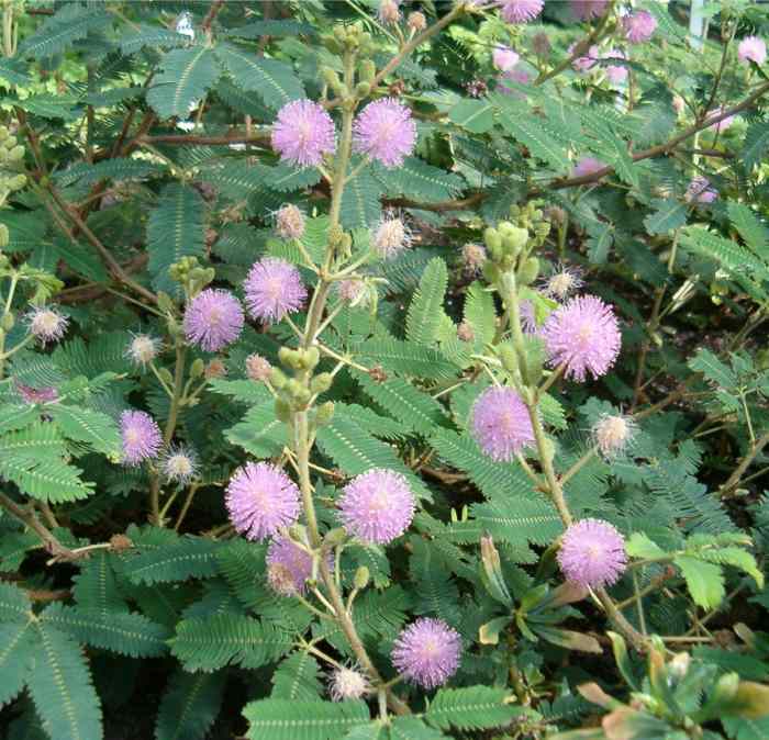 Mimosa Plant (Mimosa pudica): How It Moves its Leaves - HubPages