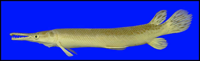 The Alligator Gar - A Living Dinosaur - HubPages