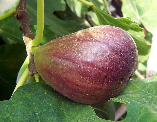 What Was The Forbidden Fruit? The Tree Of Knowledge Of Good And Evil ...