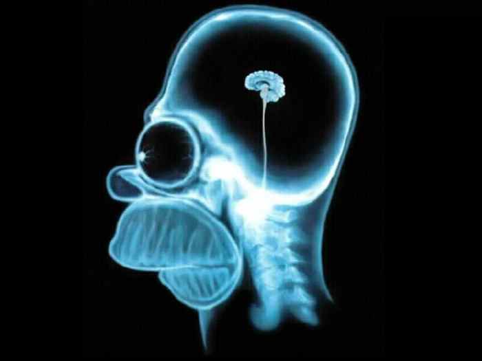Why do humans have large brains? - HubPages