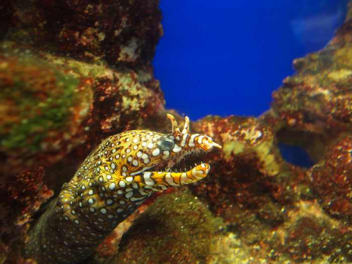 Facts About Moray Eels - HubPages