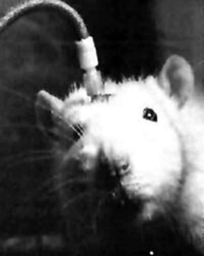 A Shocking List of Companies Who Still Test on Animals - HubPages