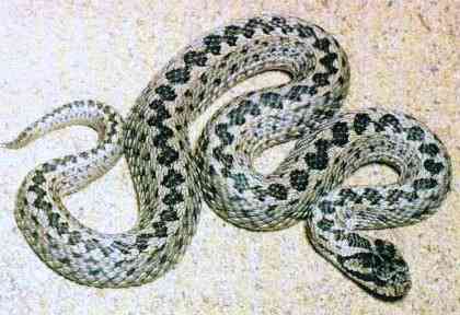 Cyprus Poisonous and Venomous Snakes, Spiders, Insects and Bugs - HubPages