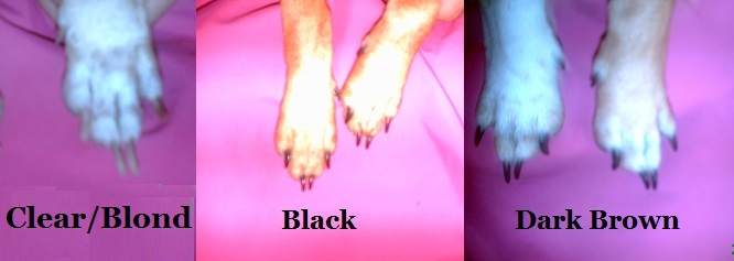 How to Trim Dog Toe Nails Properly - HubPages