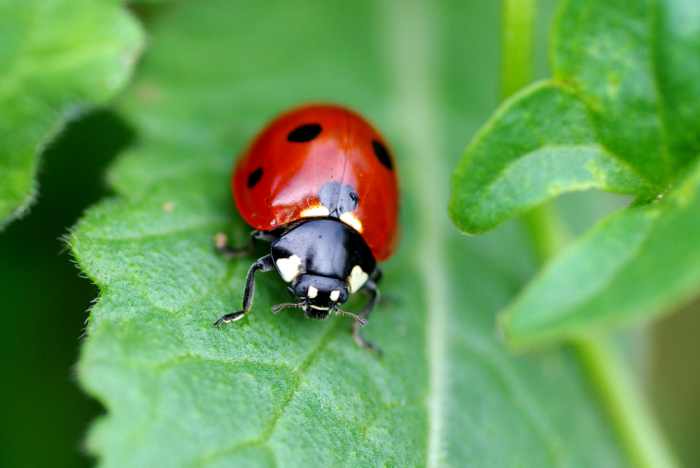 Ladybug Facts and Legends - HubPages