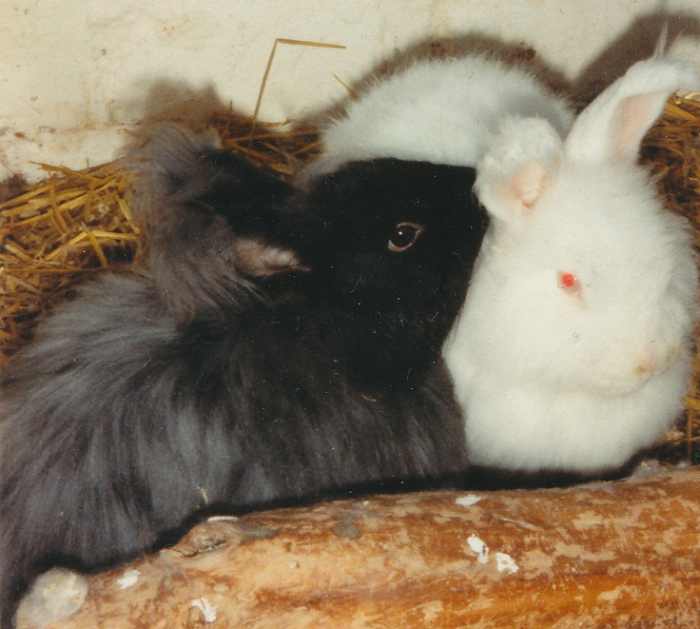 Long Haired Rabbit Care - HubPages