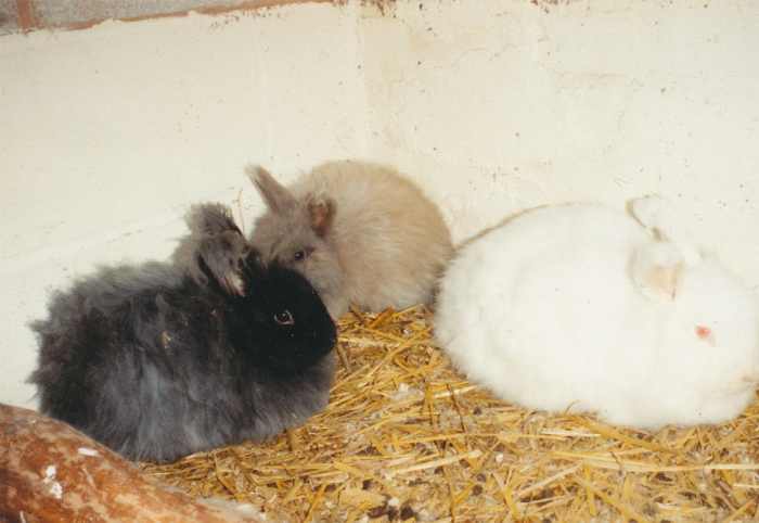 Long Haired Rabbit Care - HubPages