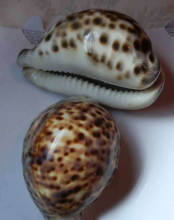 Where to Find Cowrie Shells - HubPages
