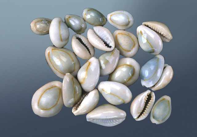 Where to Find Cowrie Shells - HubPages