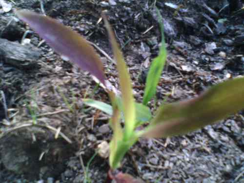 How the Iroquois Tribes Grew Corn - HubPages