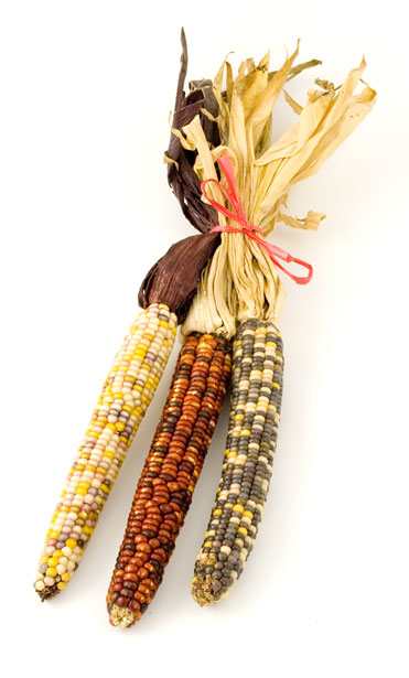 How the Iroquois Tribes Grew Corn - HubPages