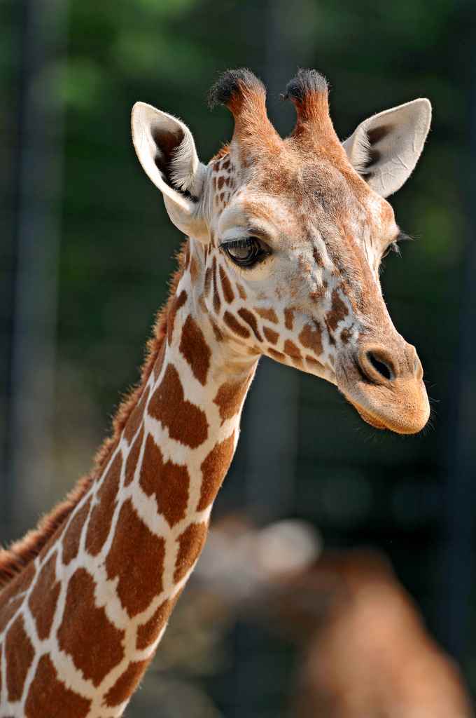 Giraffes Facts and Gifts - HubPages