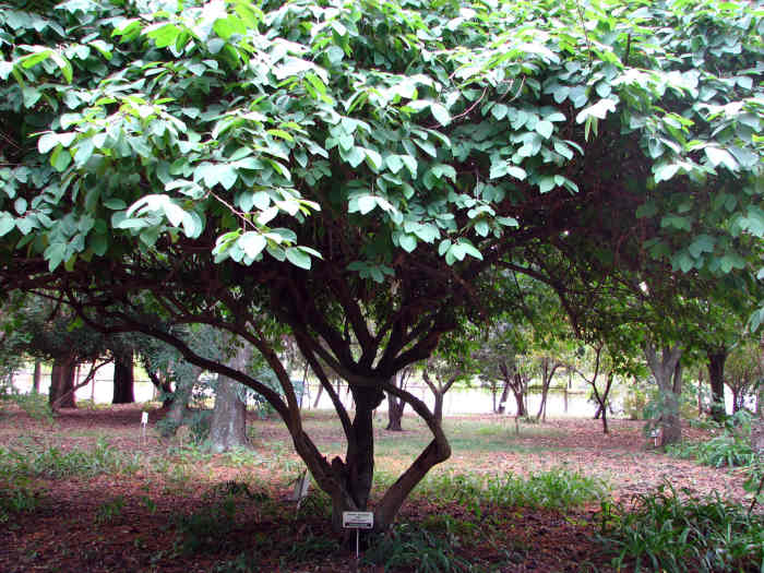 Cherimoya Tree - HubPages