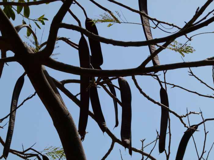 Flame of the Forest - Delonix Regia - Gulmohar Tree - HubPages