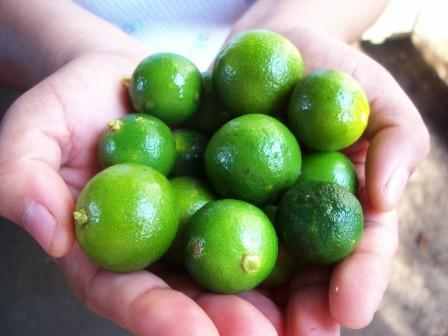 Health Benefits and Other Uses of Calamansi - HubPages
