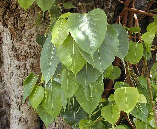 Indian Banyan Tree And Peepal Tree - HubPages