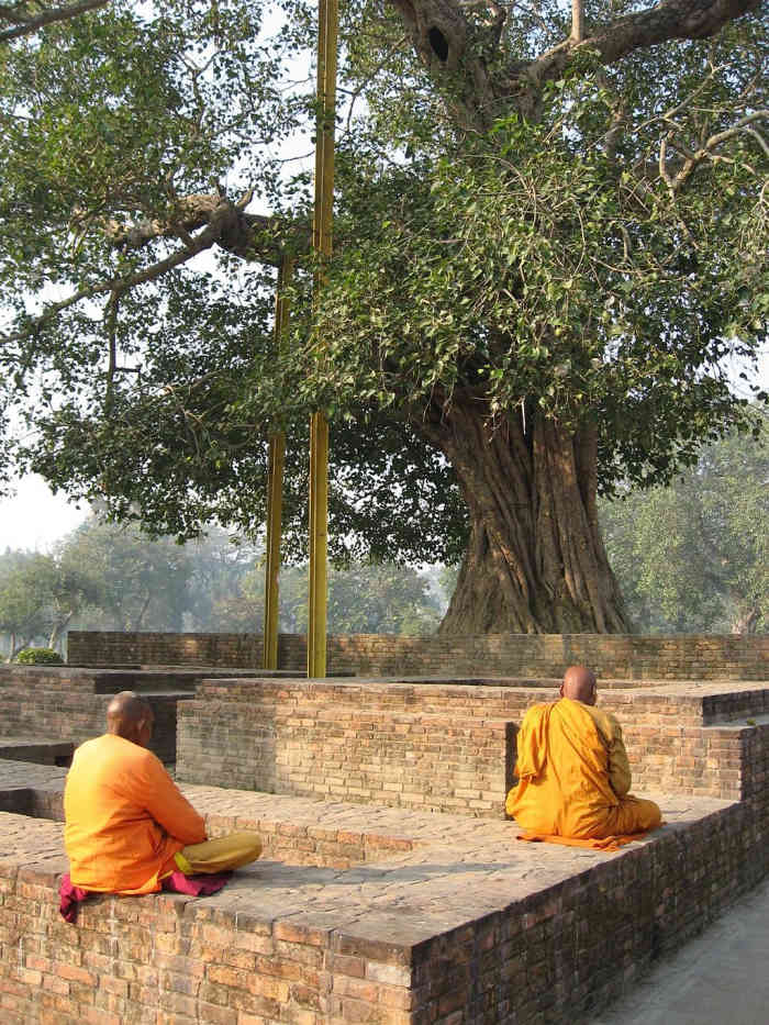 Indian Banyan Tree And Peepal Tree - HubPages