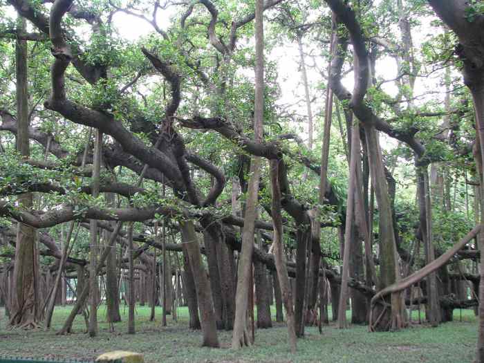 Indian Banyan Tree And Peepal Tree - HubPages