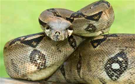 Peru: Poisonous Spiders, Venomous Snakes, Bugs, Dangerous Animals ...