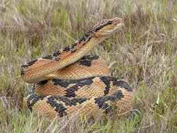 Peru: Poisonous Spiders, Venomous Snakes, Bugs, Dangerous Animals ...