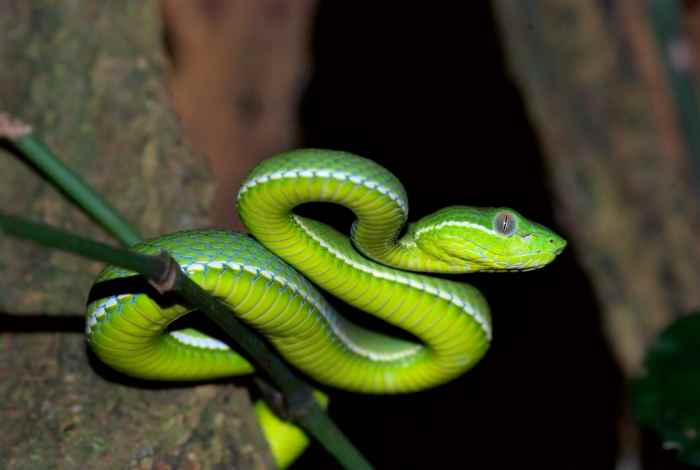 Peru: Poisonous Spiders, Venomous Snakes, Bugs, Dangerous Animals ...