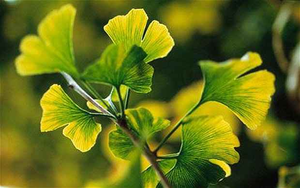 Benefits and Dangers of Ginkgo biloba - HubPages