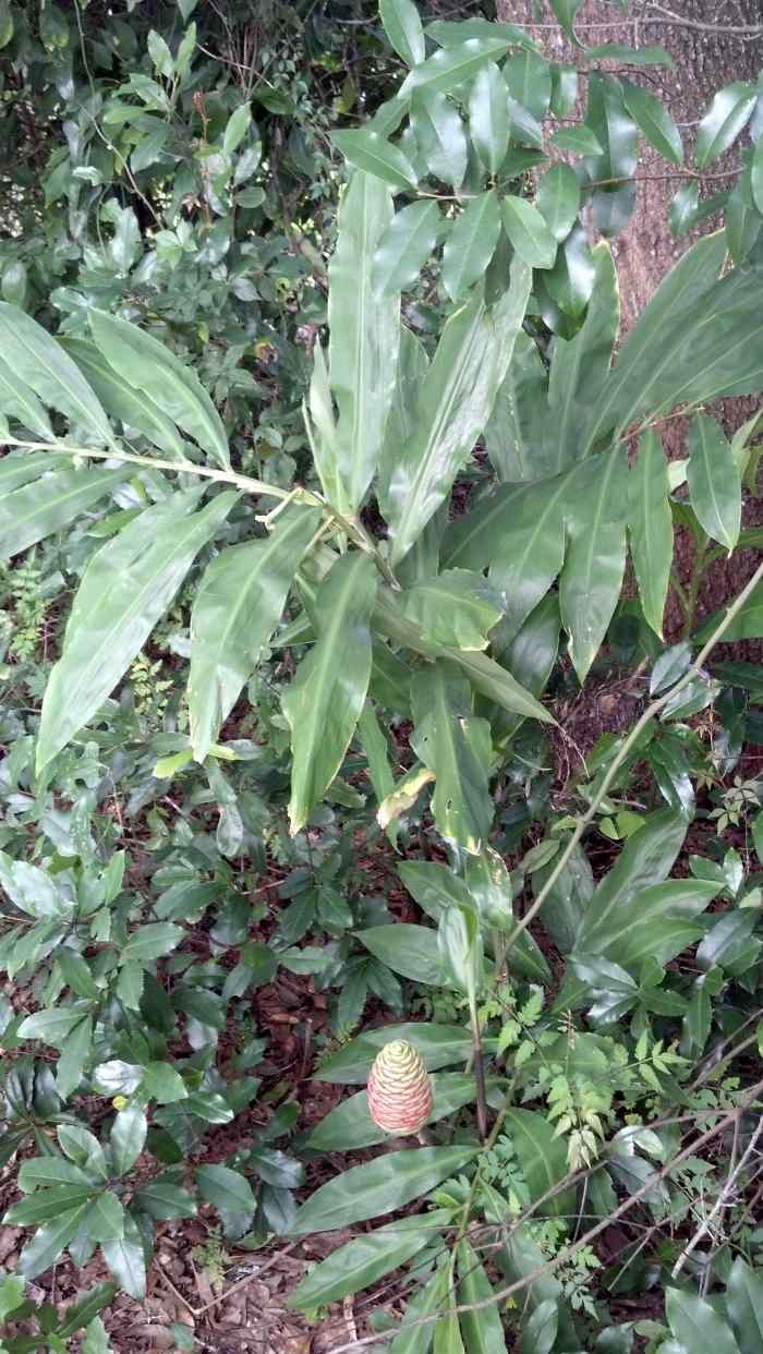 Pinecone Ginger: More Than Just a Pretty Face in Your Yard - HubPages