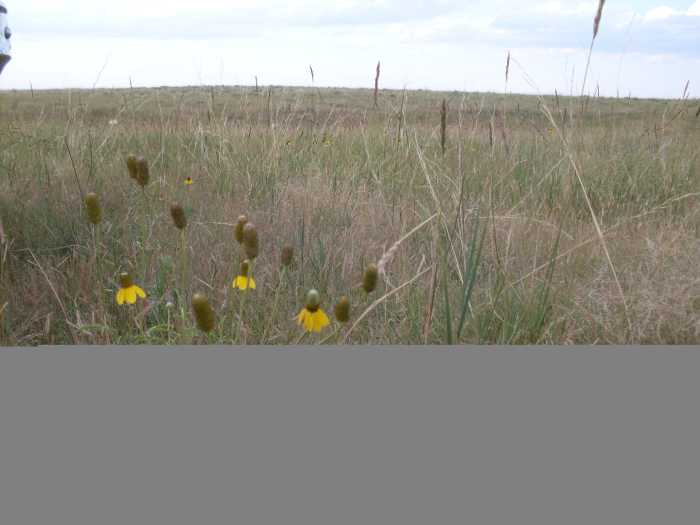 The Buffalo Wallow: Essay and Pictures Detailing an Aspect of American ...