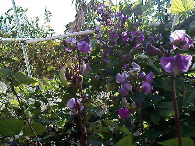 Hyacinth Bean - Growing Bataw and Its Health Benefits - HubPages