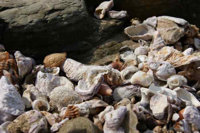 The Cowrie Shell in World and African History - HubPages