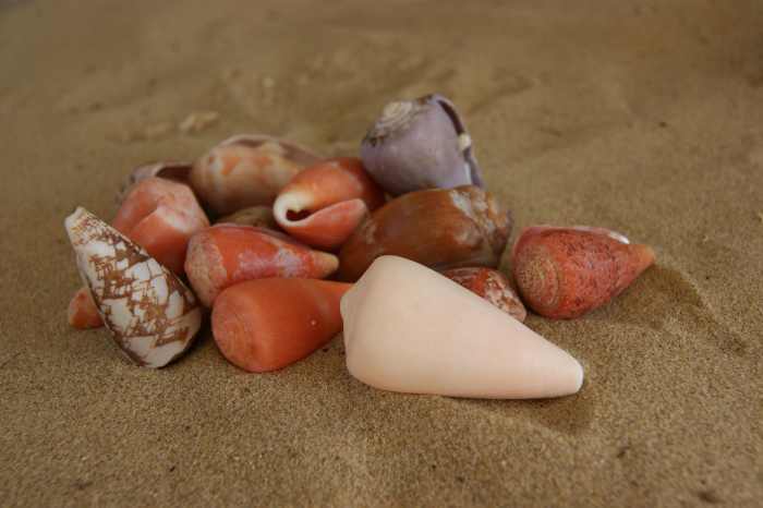 The Cowrie Shell in World and African History - HubPages