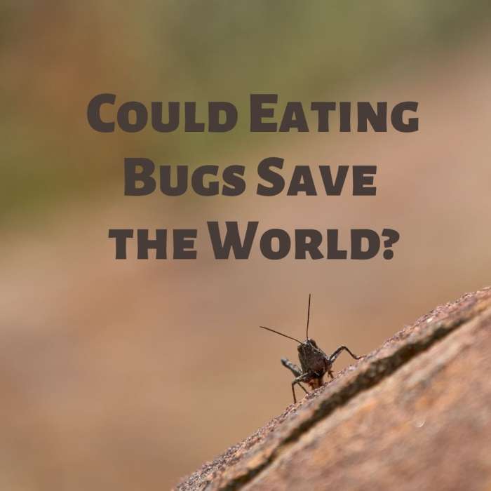 The Benefits of Eating Bugs (Plus 6 Edible Bugs You Should Try) - HubPages