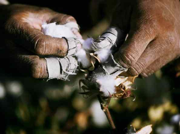 This is a Cotton Picking Story . . . - HubPages
