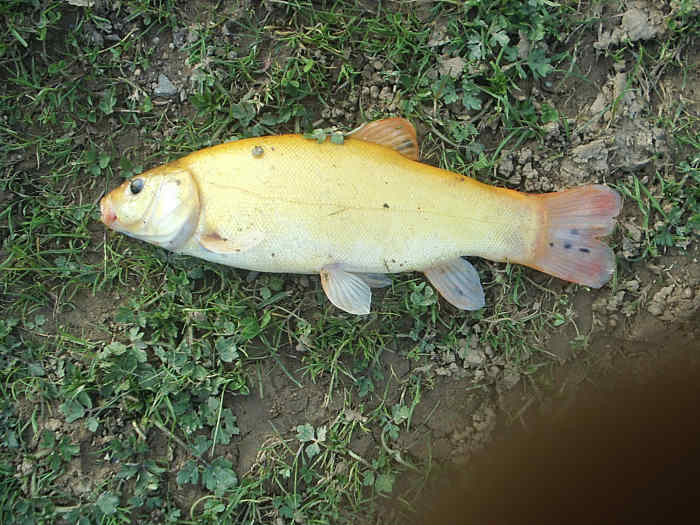 What is the Best Coarse Fish? - HubPages