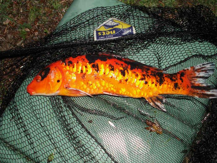 What is the Best Coarse Fish? - HubPages