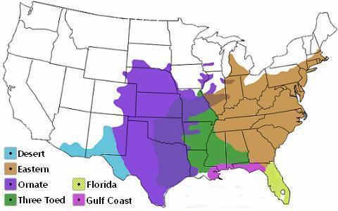 What You Should Know About Eastern Box Turtles - HubPages