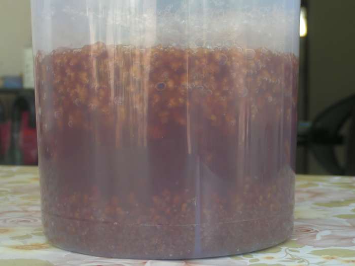Benefits of Tibicos Mushroom or Water Kefir With Recipe - HubPages