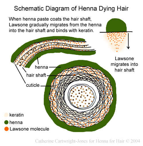 So You Want to Try Henna... - HubPages