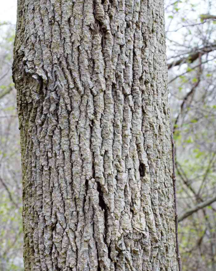 Identifying 13 Common Native Michigan Trees; Featuring Autumn Colors ...