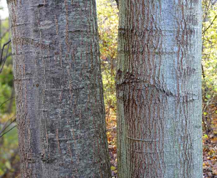 Identifying 13 Common Native Michigan Trees; Featuring Autumn Colors ...
