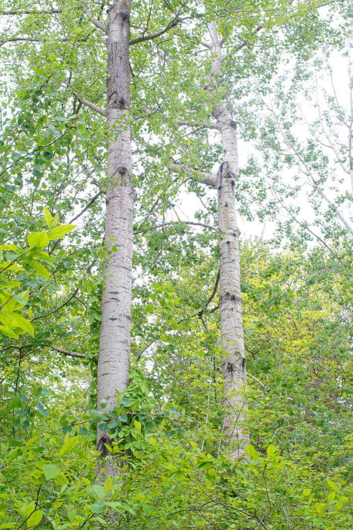 Identifying 13 Common Native Michigan Trees; Featuring Autumn Colors ...