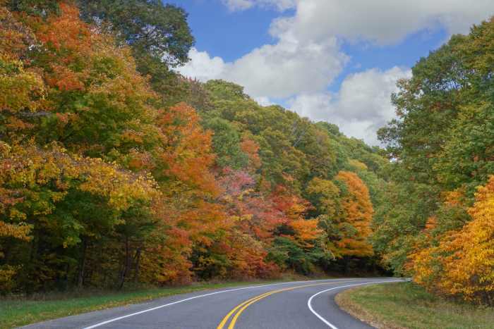 Identifying 13 Common Native Michigan Trees; Featuring Autumn Colors ...