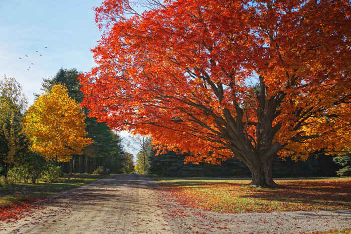 Identifying 13 Common Native Michigan Trees Showing Autumn Colors ...