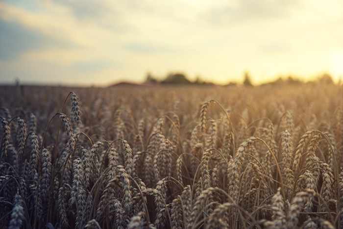 Reaping and Sowing, How the Harvest Works in God's Kingdom - HubPages