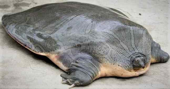 The Top 25 Ugliest Animals on Earth - Owlcation