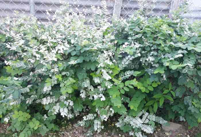 The Caribbean Snowbush: Facts, Care, and Uses - HubPages